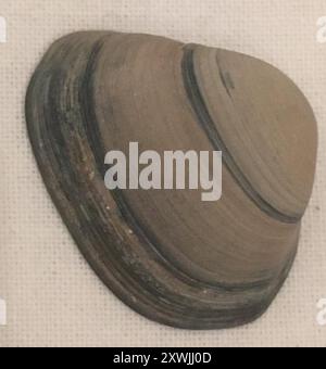 Cut Trough Shell (Spisula subtruncata) Mollusca Stock Photo - Alamy