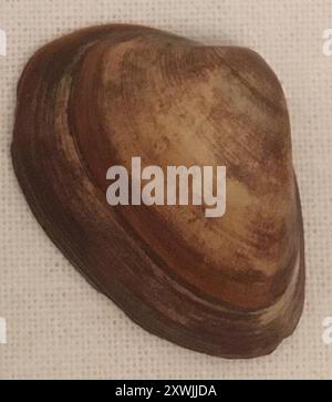 Cut Trough Shell (Spisula subtruncata) Mollusca Stock Photo - Alamy