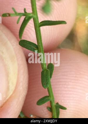 Small White Aster (Symphyotrichum racemosum) Plantae Stock Photo - Alamy