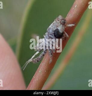 Pincer Wasps (Dryinidae) Insecta Stock Photo - Alamy