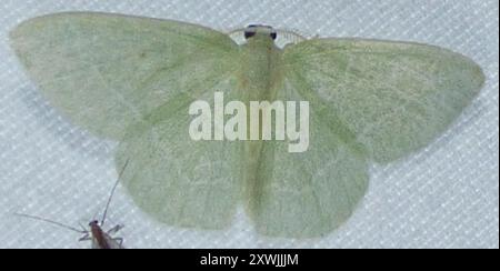 Cypress Emerald (Nemoria elfa) Insecta Stock Photo - Alamy