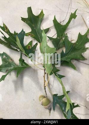 Texas red oak (Quercus texana) Plantae Stock Photo - Alamy