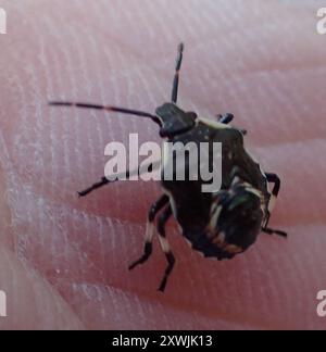 Schellenberg's soldier bug (Oechalia schellenbergii) Insecta Stock ...