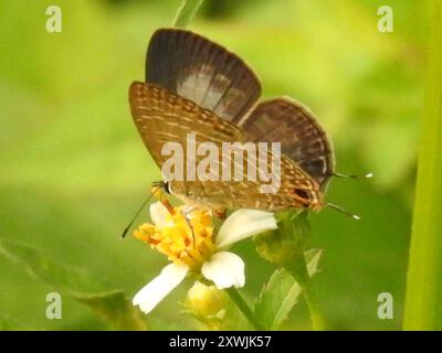 Dark Cerulean (Jamides bochus) Insecta Stock Photo - Alamy
