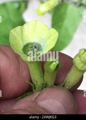Aztec Tobacco (Nicotiana rustica) Plantae Stock Photo - Alamy