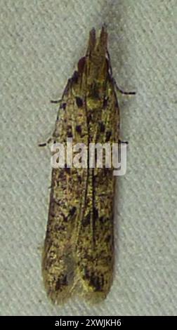 Palmerworm Moth (Dichomeris ligulella) Insecta Stock Photo - Alamy