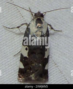 Exposed Bird Dropping Moth (Tarache aprica) Insecta Stock Photo - Alamy