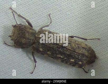 Two-horned Powder-post Beetle (Lichenophanes bicornis) Insecta Stock ...