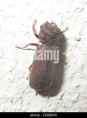 Boxwood Borer (Heterobostrychus brunneus) Insecta Stock Photo - Alamy