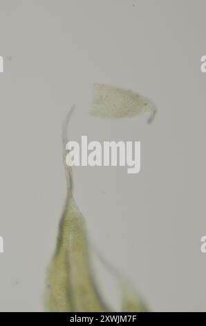Bolander's claopodium moss (Claopodium bolanderi) Plantae Stock Photo ...