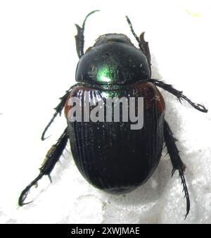 (Anomala basalis) Insecta Stock Photo - Alamy