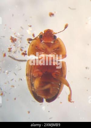 Strawberry Sap Beetle (Stelidota geminata) Insecta Stock Photo - Alamy