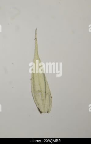 Cat's Tail Moss (Pseudisothecium stoloniferum) Plantae Stock Photo - Alamy