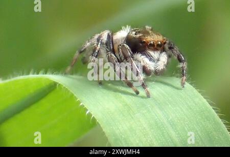 Peacock Spiders (Maratus) Arachnida Stock Photo - Alamy