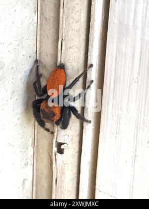 Cardinal Jumping Spider (Phidippus cardinalis) Arachnida Stock Photo ...