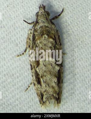Pecan Bud Moth (Gretchena bolliana) Insecta Stock Photo - Alamy