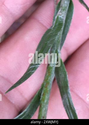 Pineland Silkgrass (Pityopsis aspera) Plantae Stock Photo - Alamy
