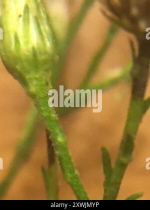 Pineland Silkgrass (Pityopsis aspera) Plantae Stock Photo - Alamy