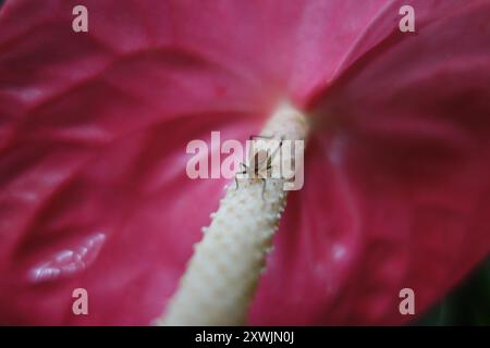 Trigs and Sword-tailed Crickets (Trigonidiinae) Insecta Stock Photo - Alamy