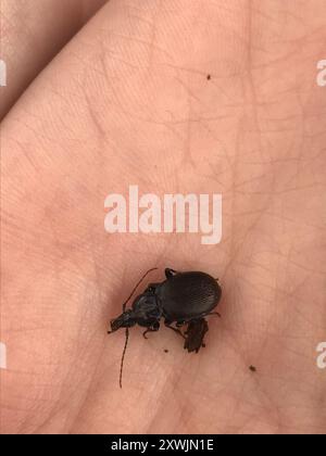 Small Snail-eating Ground Beetle (Sphaeroderus stenostomus) Insecta ...