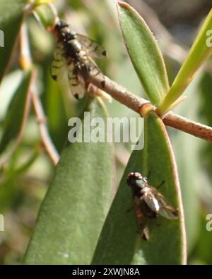 Signal Flies (Platystomatidae) Insecta Stock Photo - Alamy