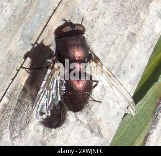 Brachyceran Flies (Brachycera) Insecta Stock Photo - Alamy