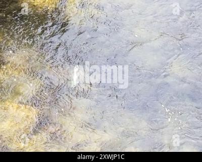 Salmons, pikes and mudminnows (Salmoniformes) Actinopterygii Stock ...