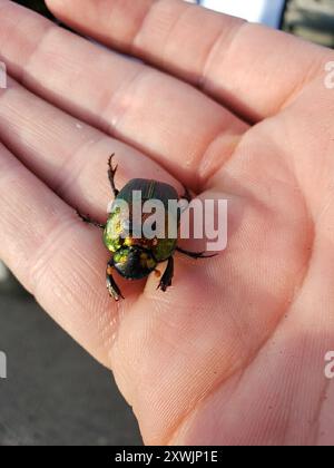 Rainbow Scarab (Phanaeus vindex) Insecta Stock Photo - Alamy