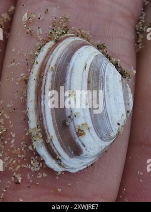 Elliptical Trough Shell (Spisula elliptica) Mollusca Stock Photo - Alamy