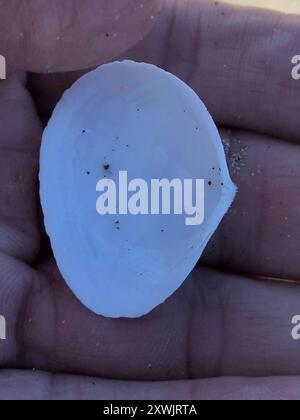 Bent-nosed Clam (Macoma nasuta) Mollusca Stock Photo - Alamy