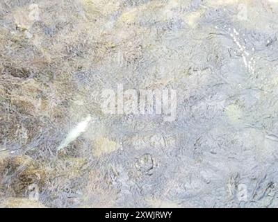 Salmons, pikes and mudminnows (Salmoniformes) Actinopterygii Stock ...