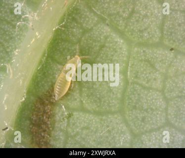 Common Thrips (Thripidae) Insecta Stock Photo - Alamy