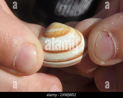 Elliptical Trough Shell (Spisula elliptica) Mollusca Stock Photo - Alamy