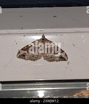 (Xanthorhoe defensaria) Insecta Stock Photo - Alamy