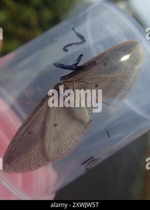 Cabbage tree moth (Epiphryne verriculata) Insecta Stock Photo - Alamy
