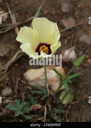 Bladderweed (Hibiscus pusillus) Plantae Stock Photo - Alamy