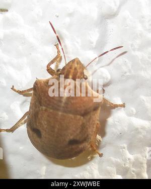 (Hotea subfasciata) Insecta Stock Photo - Alamy