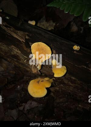 Stinking Orange Oyster (Phyllotopsis nidulans) Fungi Stock Photo - Alamy