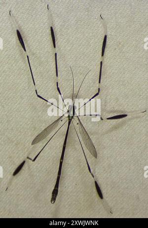 Eastern Phantom Crane Fly (Bittacomorpha clavipes) Insecta Stock Photo ...