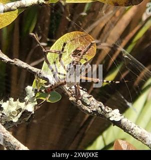 Florida Garden Spider (Argiope florida) Arachnida Stock Photo - Alamy