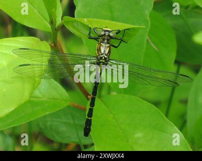 Eastern Least Clubtail (Stylogomphus albistylus) Insecta Stock Photo ...