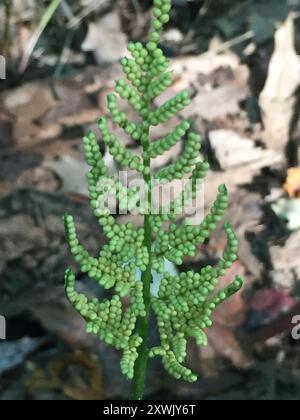 bronze fern (Sceptridium dissectum obliquum) Plantae Stock Photo - Alamy