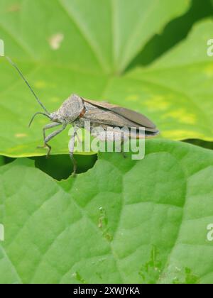 sweet potato bug (Physomerus grossipes Stock Photo - Alamy