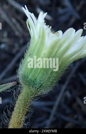 Butter Gerbera (Gerbera ambigua) Plantae Stock Photo - Alamy