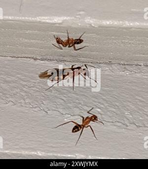 Hawaiian Carpenter Ant (Camponotus variegatus) Insecta Stock Photo - Alamy