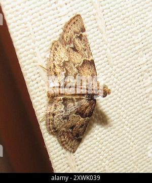 Meal Moths (Pyralis) Insecta Stock Photo - Alamy