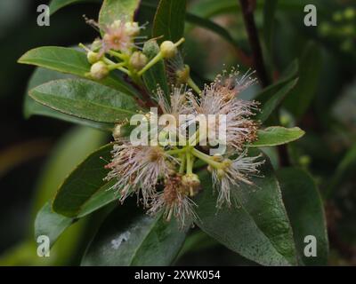 (Scolopia oldhamii) Plantae Stock Photo - Alamy