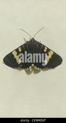 Australian Grapevine Moth (Phalaenoides glycinae) Insecta Stock Photo ...