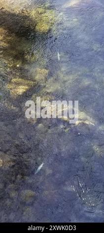 Salmons, pikes and mudminnows (Salmoniformes Stock Photo - Alamy