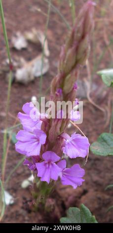 cowpea witchweed (Striga gesnerioides) Plantae Stock Photo - Alamy